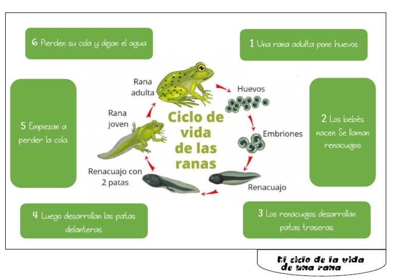 Diagrama Del Ciclo De Vida De La Rana