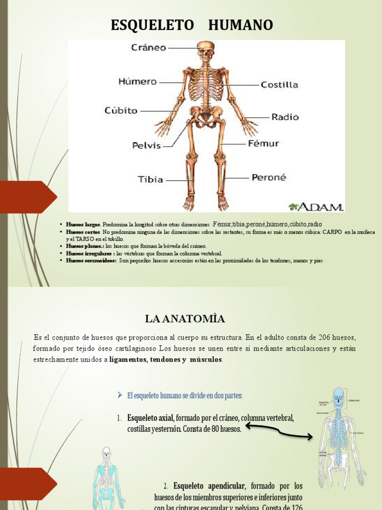 Esqueleto Humano Pdf Hueso Articulación