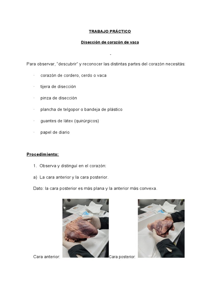 Disección del corazón de vaca: partes y funciones | PDF | Ventrículo ...