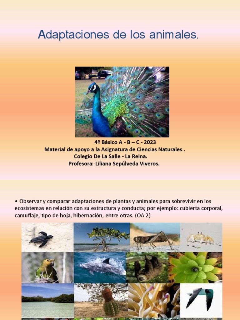 Adaptaciones de Los Animales. | Descargar gratis PDF | Mimetismo ...