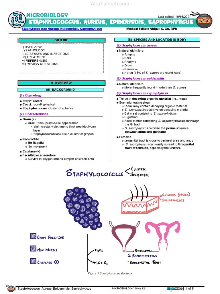 Staphylococcus - Aureus, Epidermidis, Saprophyticus Atf | PDF ...