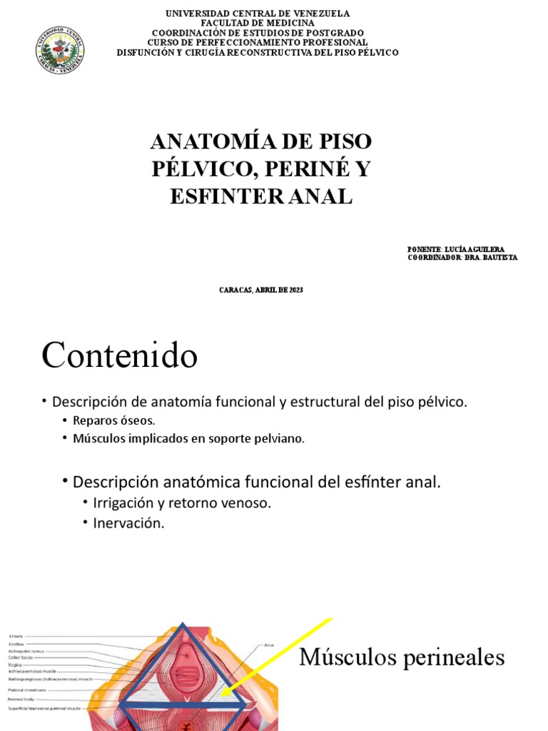 Anatomía PP Periné y Esfinter Anal | PDF | Sistema musculoesquelético ...