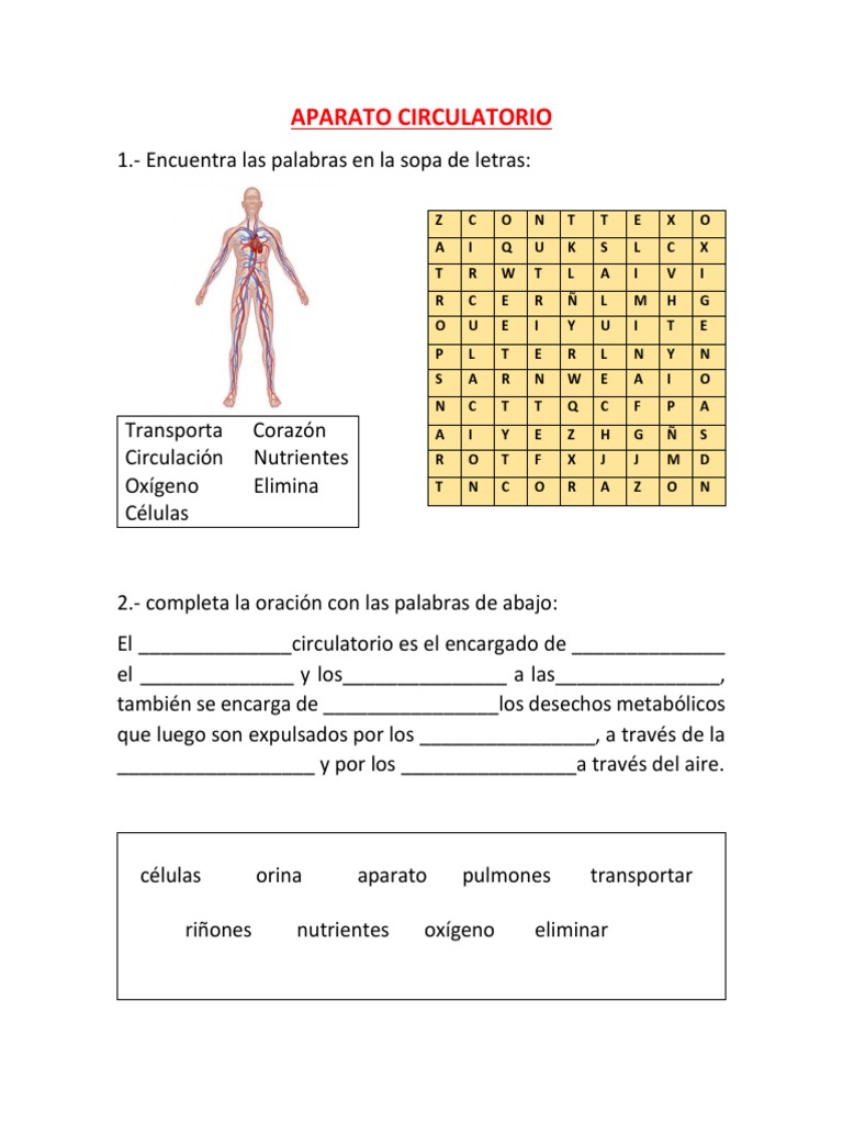 Ficha Aparato Circulatorio - 112006 | PDF