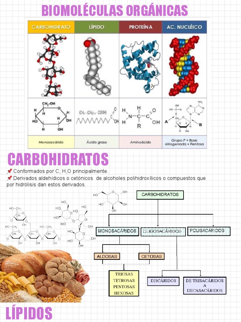Biomoléculas Orgánicas | PDF