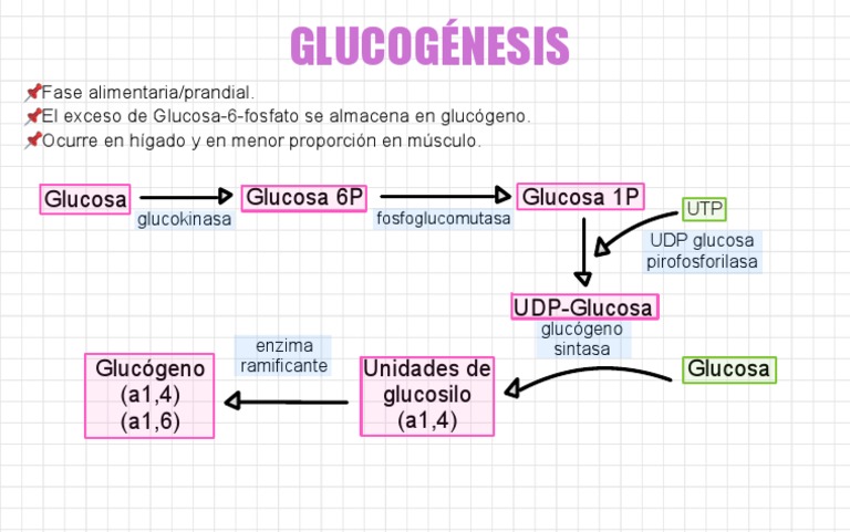 Glucogénesis | PDF