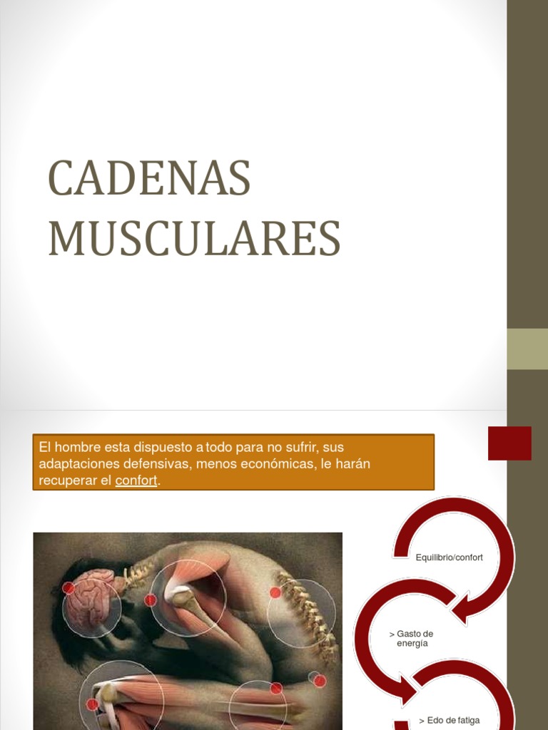 8 Cadenas Musculares | PDF | Músculo | Fuerza