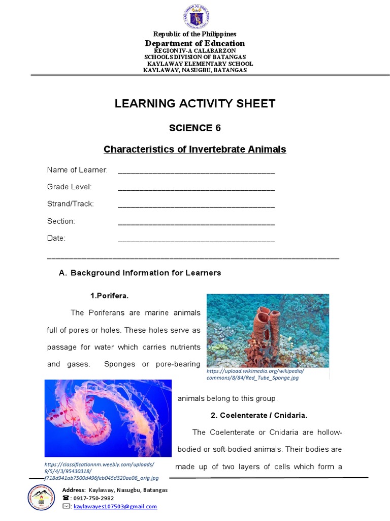 Characteristics of Invertebrates | PDF | Invertebrate | Mollusca