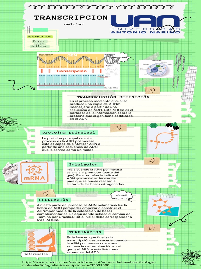 Infografia de La Transcripcion | PDF