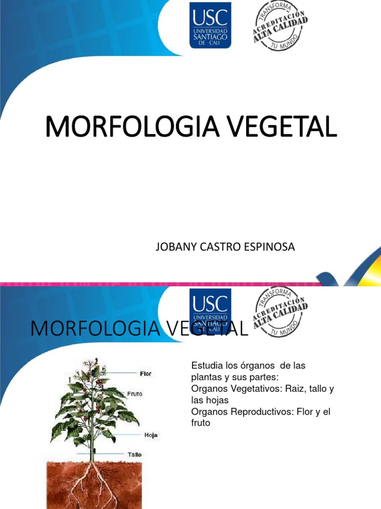 Morfologia Vegetal | PDF | Raíz | Tallo de la planta