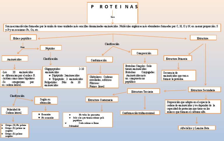 Mapa Conceptual de Las Proteinas 4 | PDF | Aminoácidos | Estructura proteica