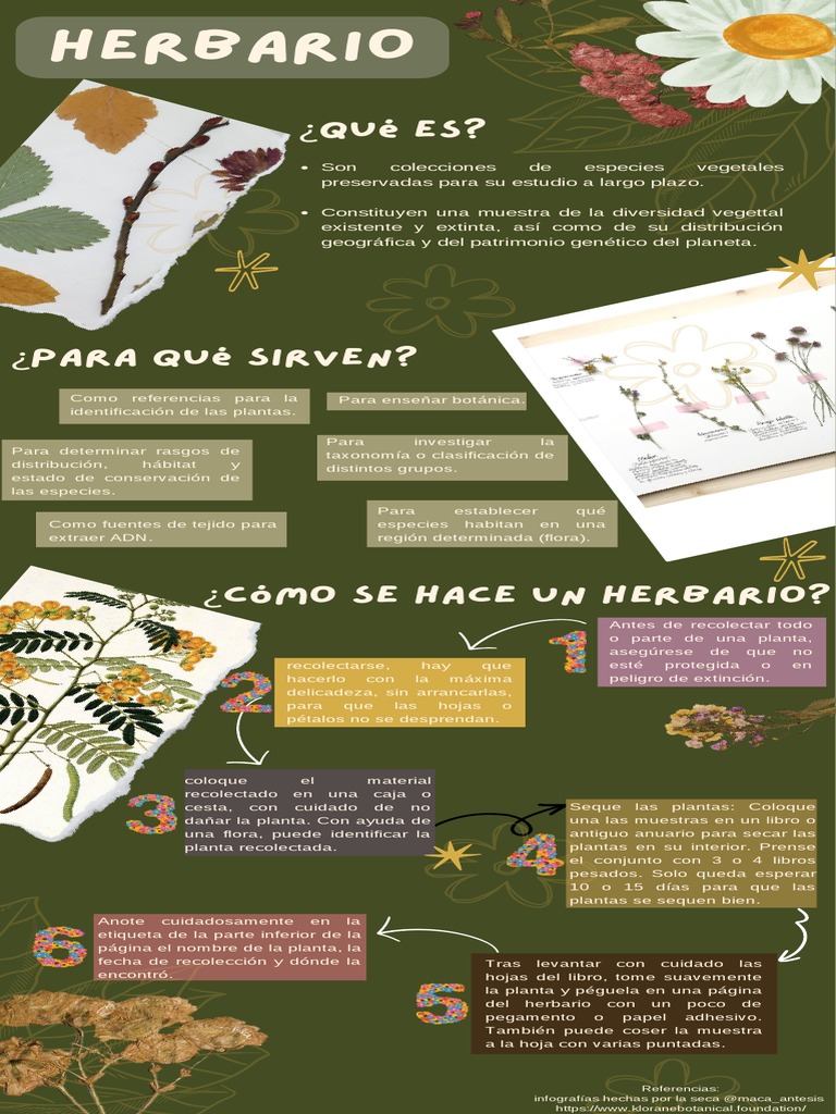 Herbario Infografía Pdf Plantas Taxa