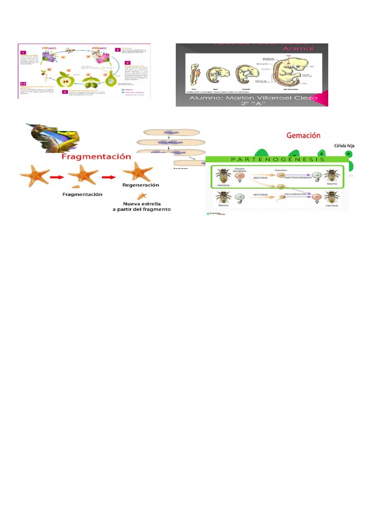 Cristopher Perez Pdf