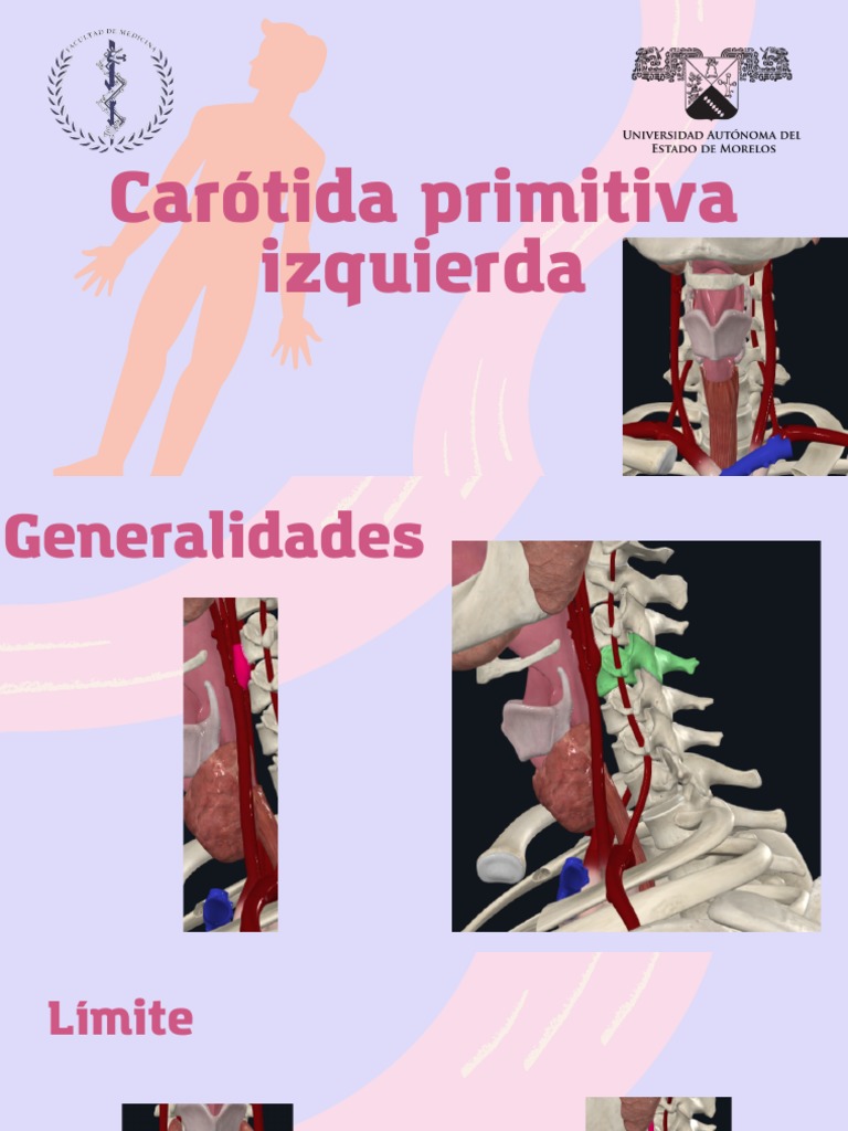 Carótida Primitiva Izquierda | PDF
