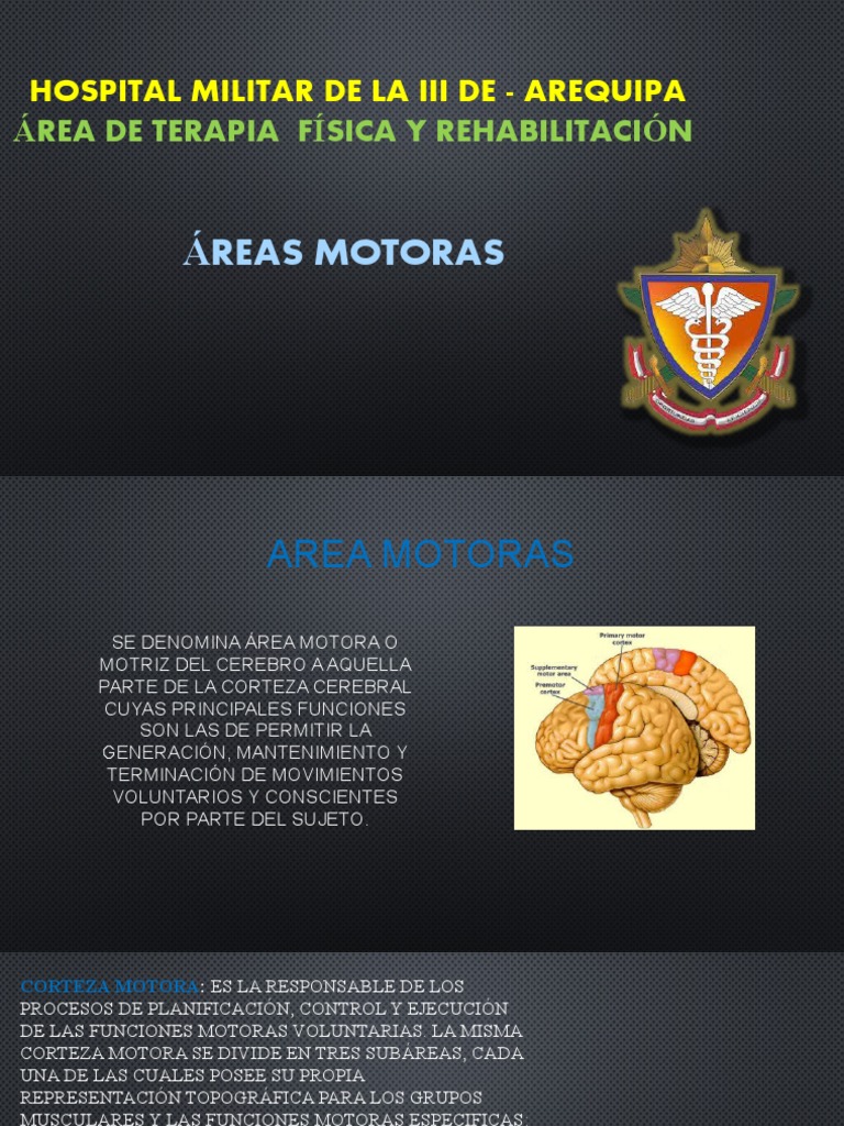 Funciones y Tratamientos de Áreas Motoras | PDF | Corteza cerebral ...