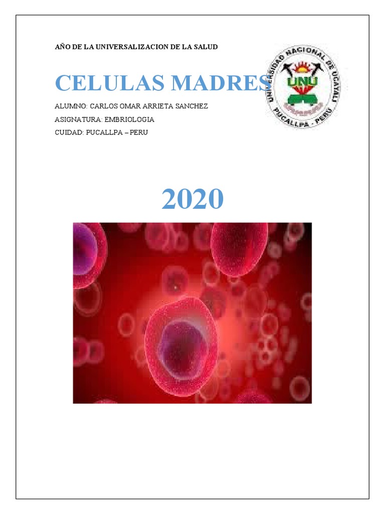 Celulas Madres | PDF | Célula madre | Potencia celular