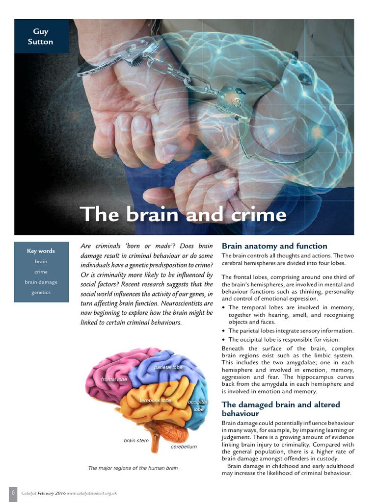 Catalyst 26 3 The Brain and Crime | PDF | Amygdala | Memory