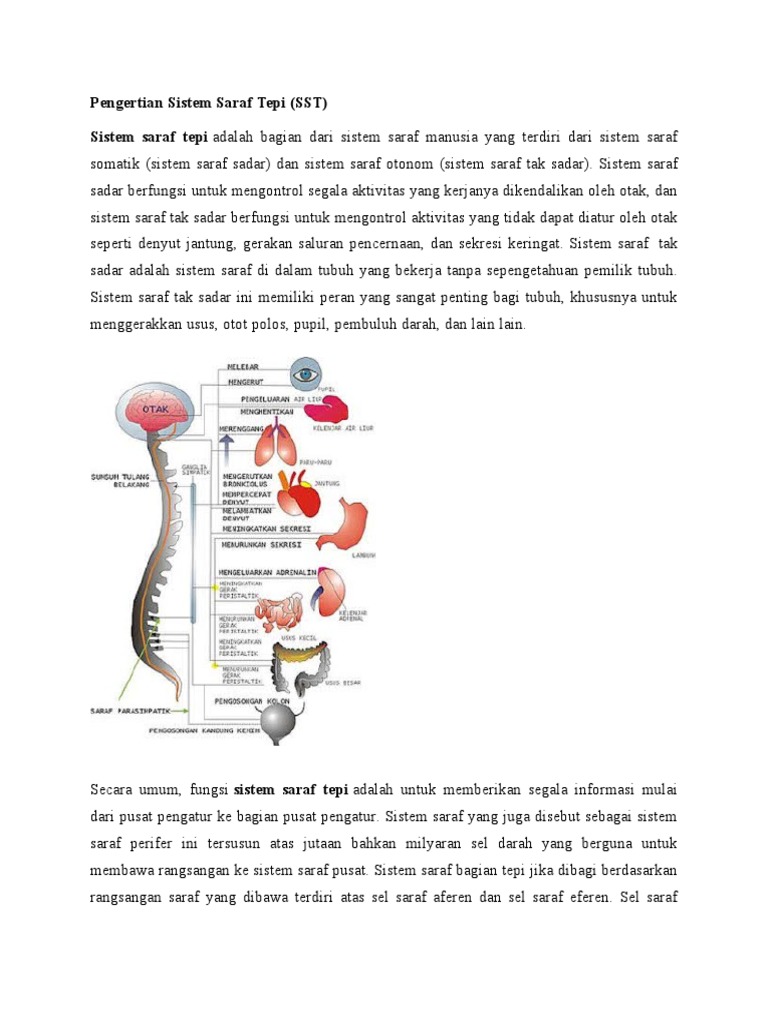 Pengertian dan Fungsi Sistem Saraf Tepi | PDF
