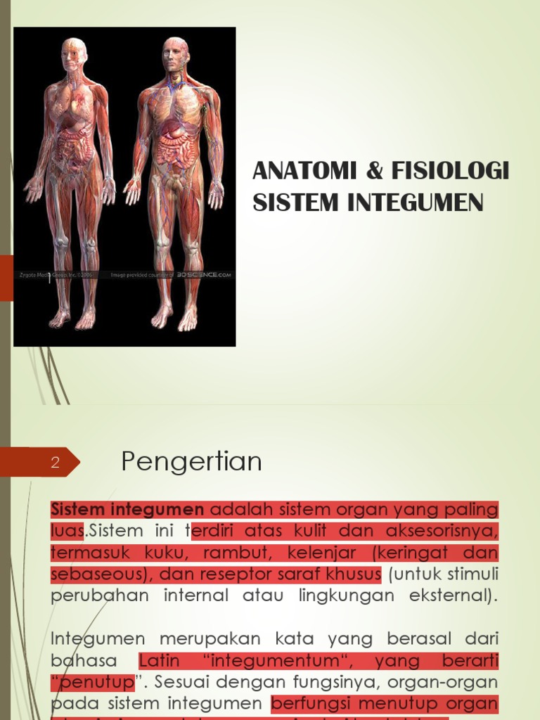 Anfis Sistem Integumen | PDF