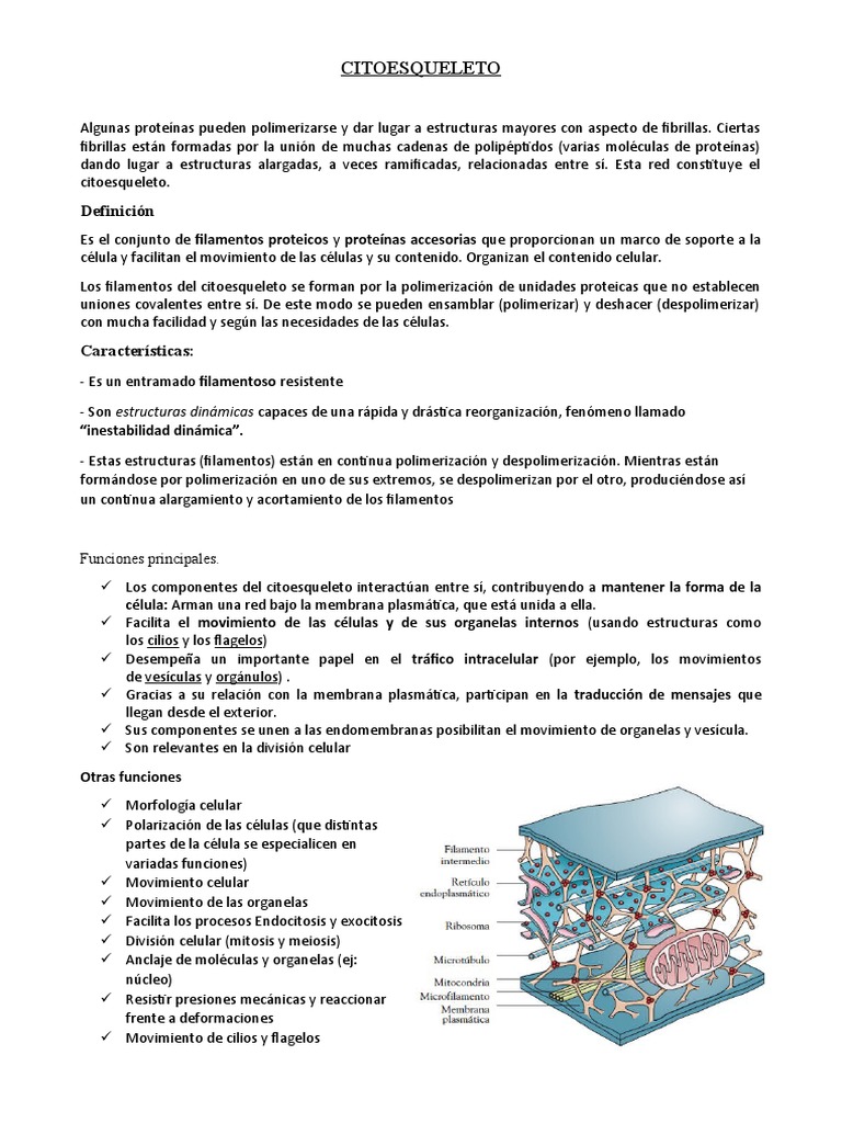 Estructura y Función del Citoesqueleto | PDF | Microtúbulos | Actina