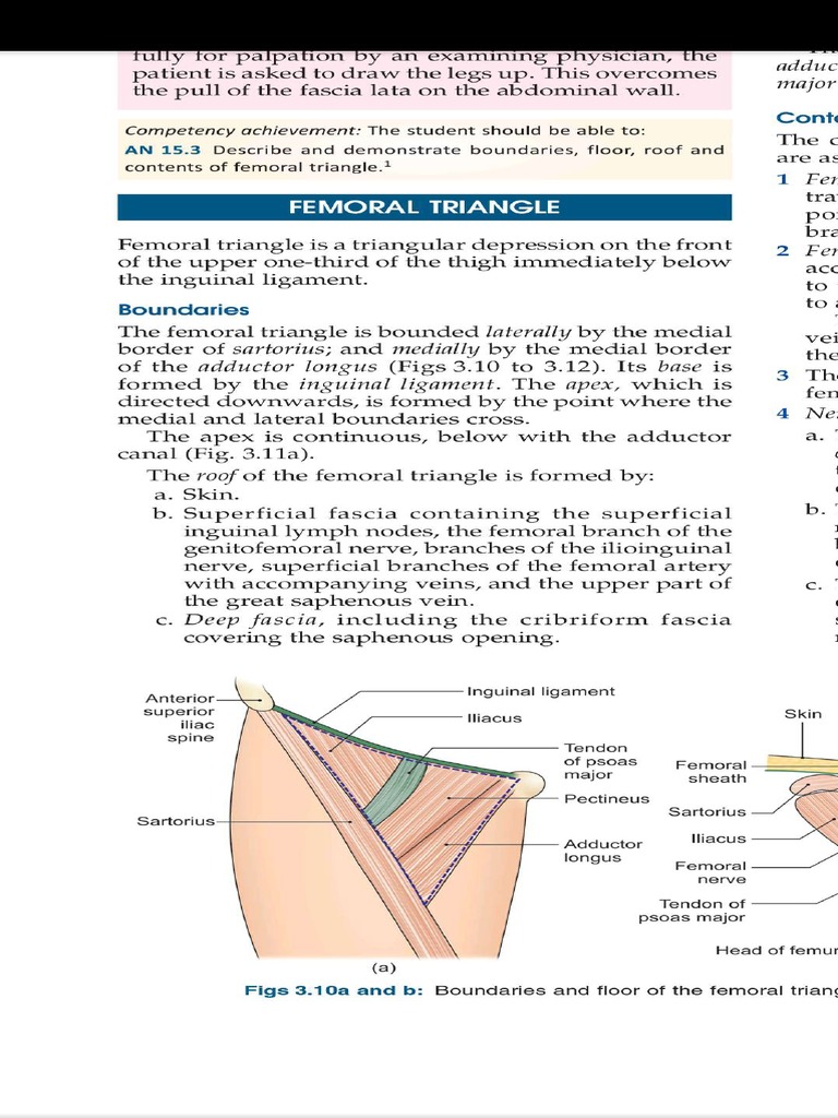 Femoral Triangle PDF | PDF