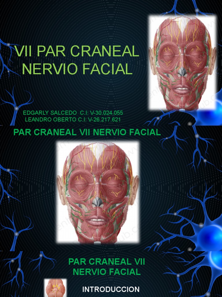 Par Craneal Vii Nervio Facial | PDF | Órgano (anatomía) | Morfología (biología)
