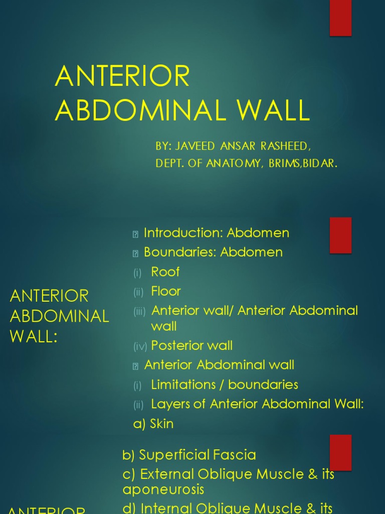 Anatomy of the Anterior Abdominal Wall | PDF | Abdomen ...