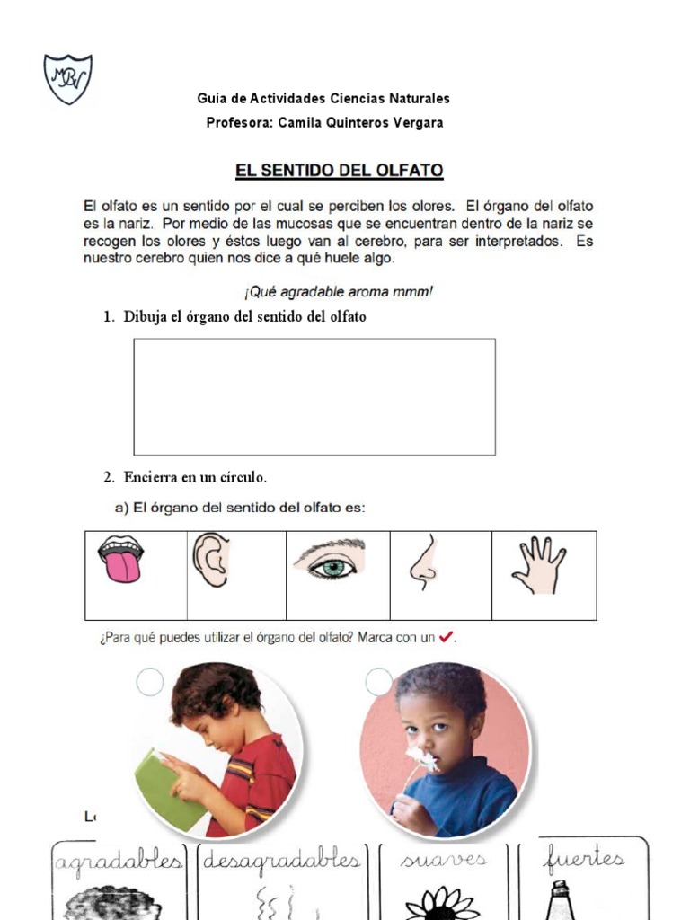 Actividades sobre el Olfato para Niños | PDF