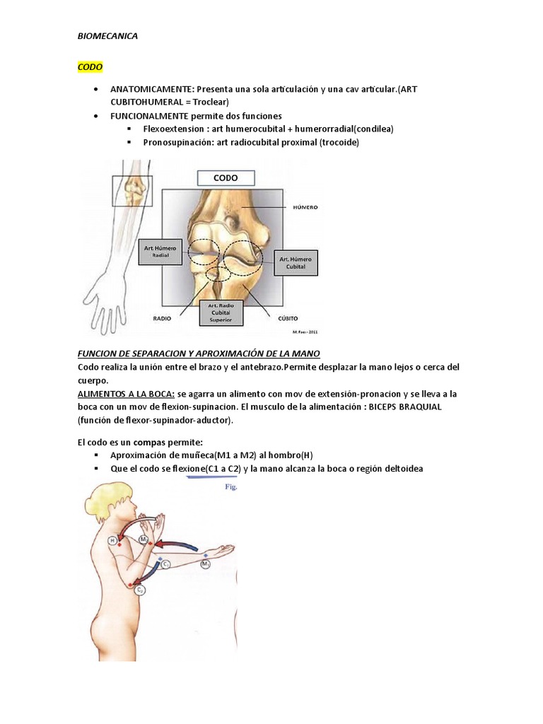 Biomecanica (Codo) | PDF | Codo | Anatomía