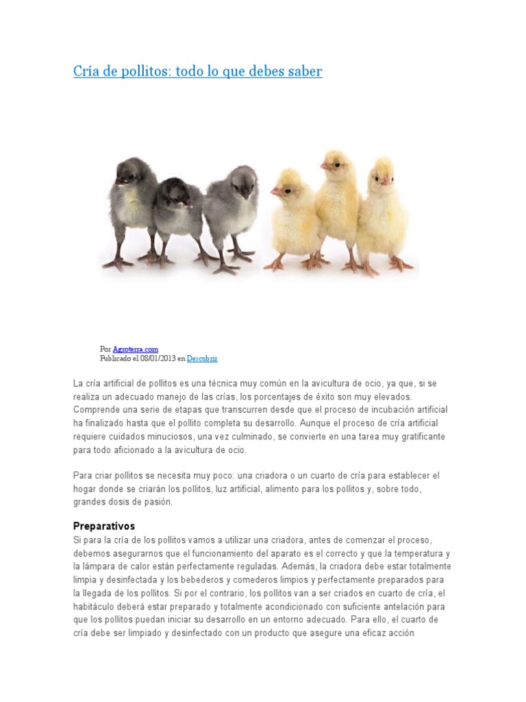 Cría de Pollitos | PDF | Alimentos | Pollo