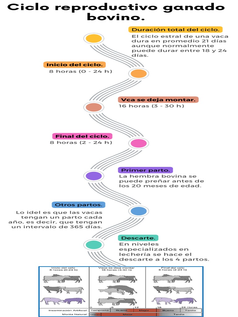 Ciclo Reproductivo Ganado Bovino. | PDF