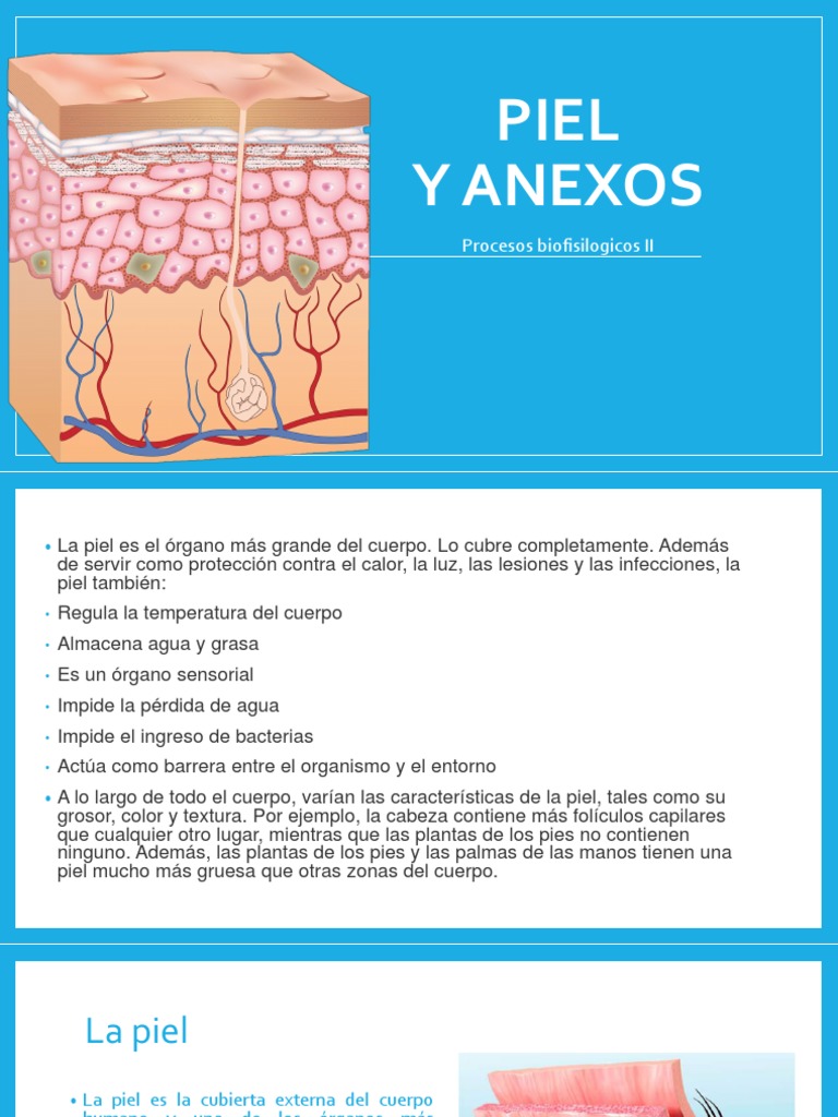 Piel y sus anexos | PDF | Piel | Epidermis