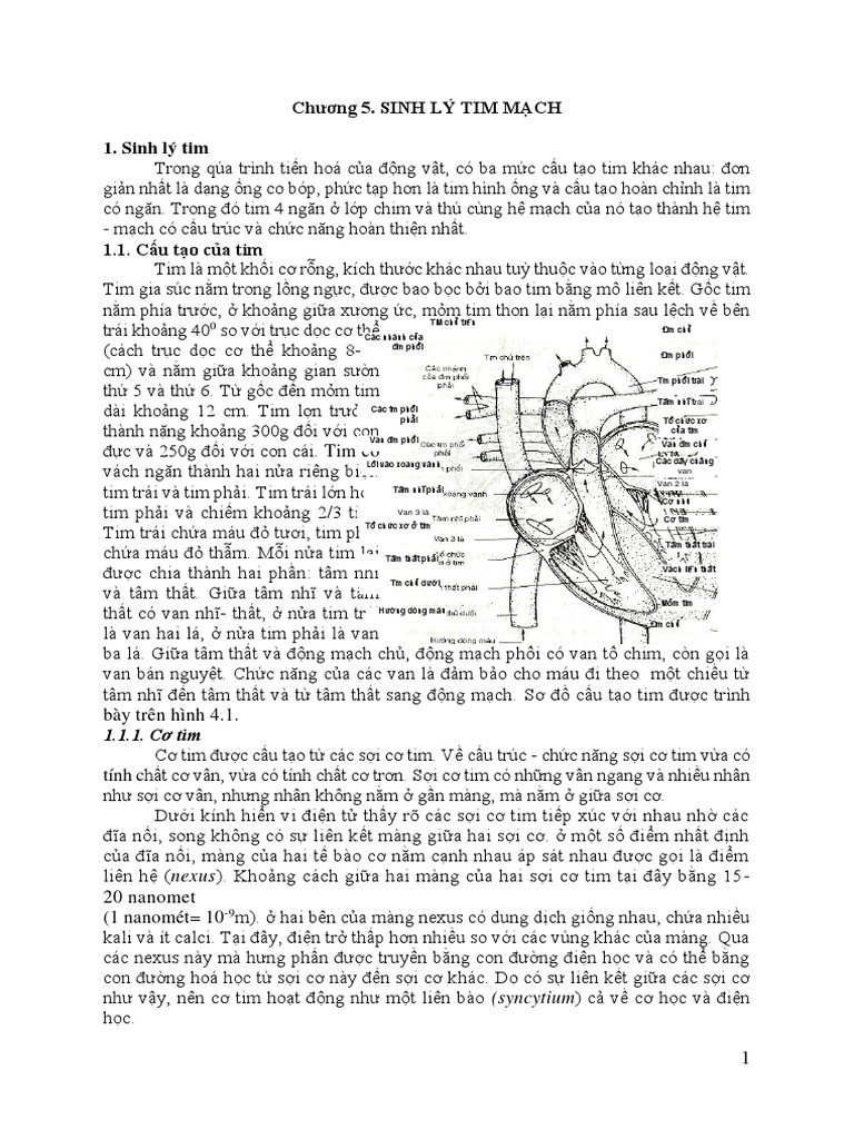 nút thắt tự động của tim | PDF