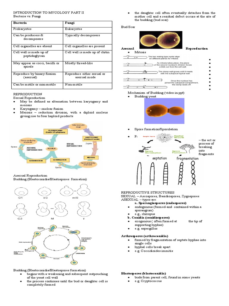 Introduction To Mycology Part II | PDF | Fungus | Sexual Reproduction