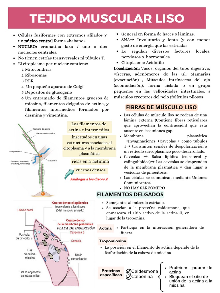 Tejido Muscular Liso | PDF | Músculo | Contracción muscular