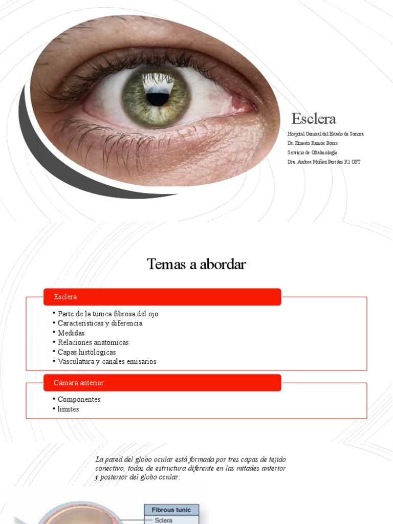 Esclera | PDF | Ojo humano | Tejido conectivo