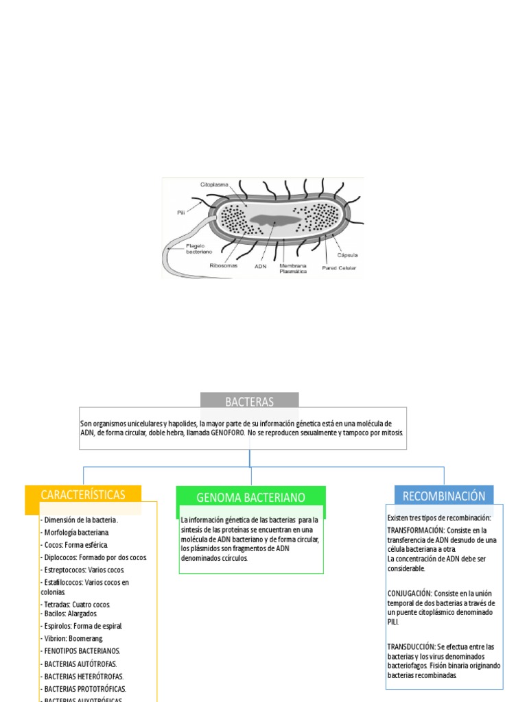 Bacterias Esquema | PDF | Las bacterias | Adn