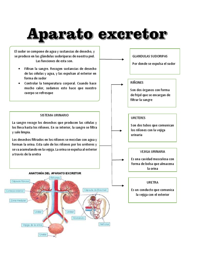 Aparato Excretor | PDF