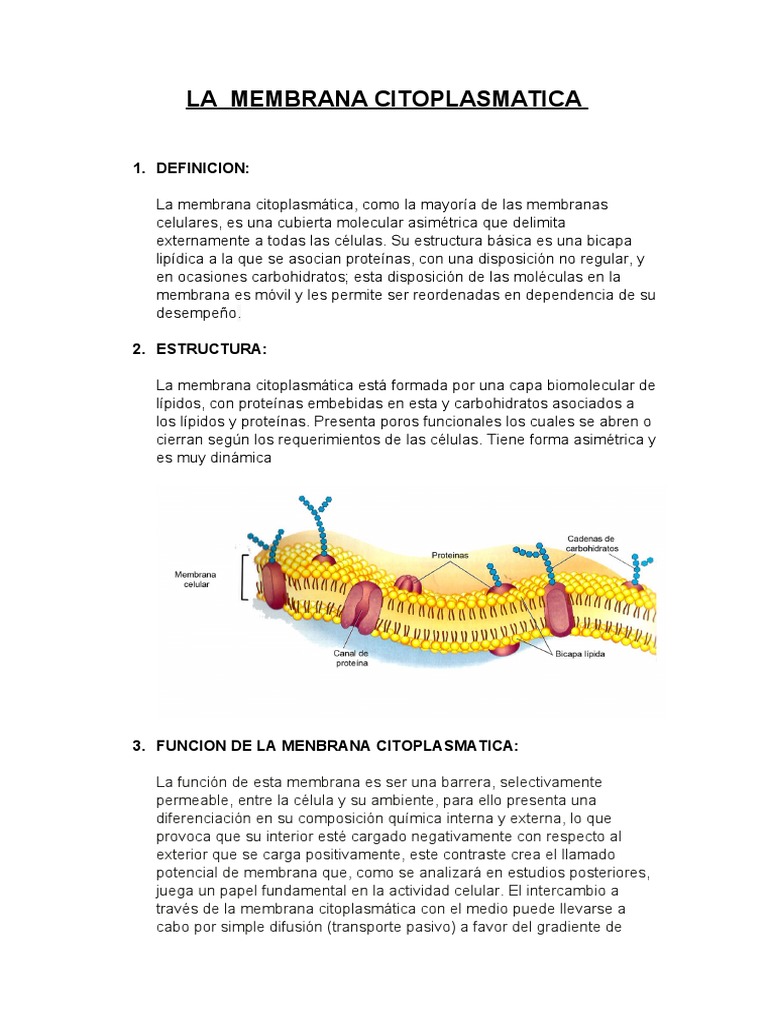 La Membrana Citoplasmatica | PDF | Citoplasma | Membrana celular
