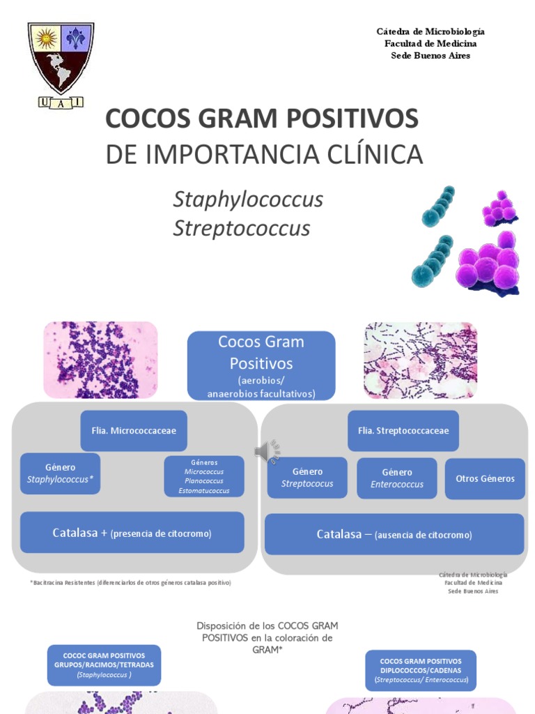 Streptococcus y Staphylococcus Entera | PDF | Estreptococo | Staphylococcus Aureus