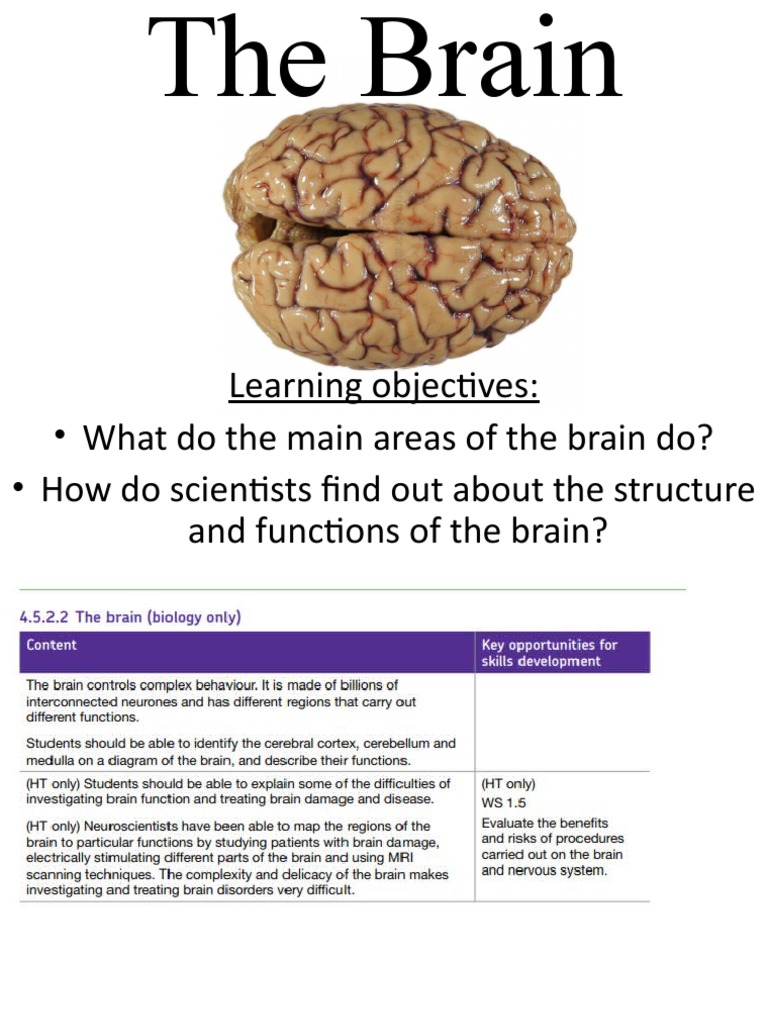 The-Brain | PDF | Magnetic Resonance Imaging | Ct Scan