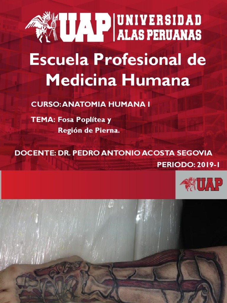 Anatomía de la Fosa Poplítea y Pierna | PDF | Anatomía del miembro ...
