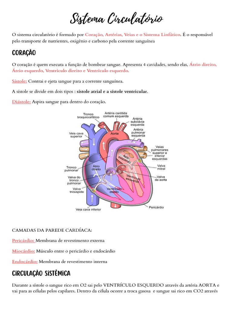 Sistema Circulatório | PDF | Coração | Sistema circulatório