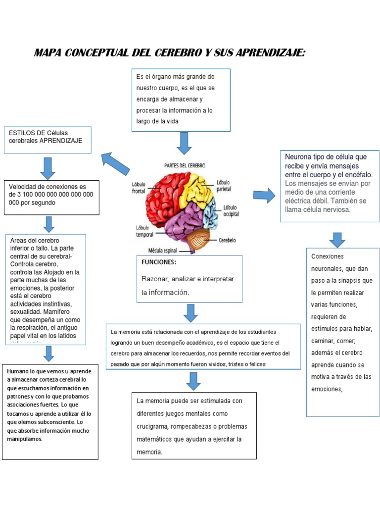 Mapa Conceptual Del Cerebro y Sus Aprendizaje 1 | PDF | Cerebro | Aprendizaje