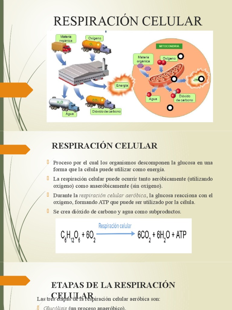 Respiración Celular | PDF | Respiración celular | Glucólisis