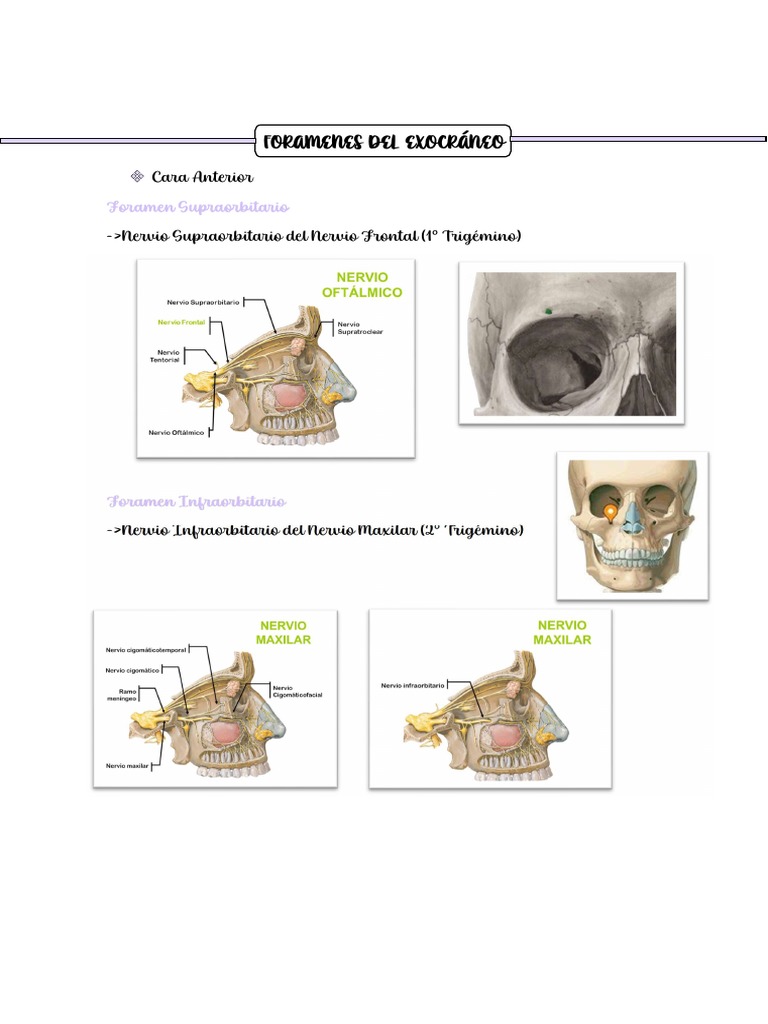 Foramenes Exocraneo | PDF