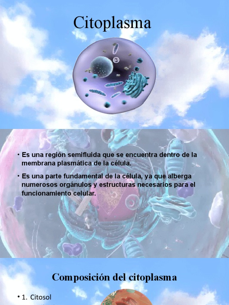 El Citoplasma | PDF | Citoplasma | Biología Celular)