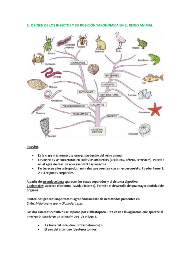 Taxonomía y Morfología de Insectos | PDF | Insectos | Mosca