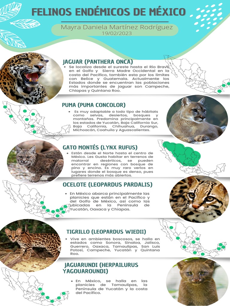 Felinos | PDF