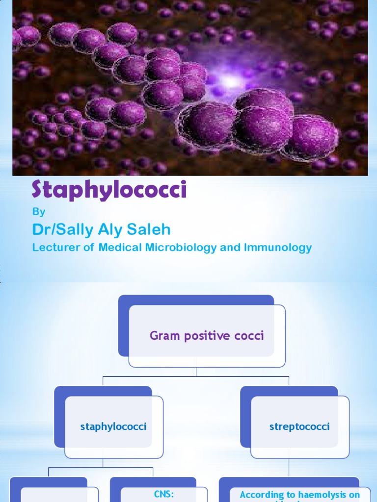 staplylococci محاضرة الاولى | PDF | Staphylococcus | Staphylococcus Aureus