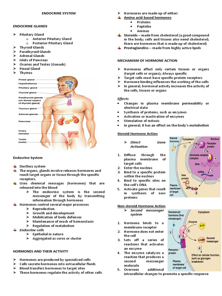 Endocrine System | PDF | Endocrine System | Hormone